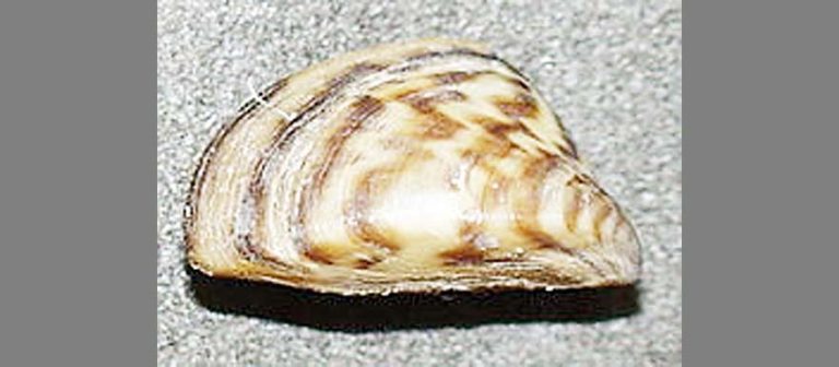 OUTDOORS: Zebra mussels spread south in Texas – Bowie News